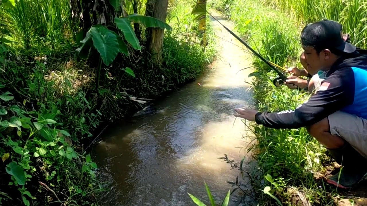 Mancing Ikan Wader Di Selokan Kecil Tengah Sawah - Bikin Pelampung Gak Bisa Diem, Ngetrik Terus ...