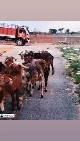 SAILANI MUTTON SHOP Telangana potla - YouTube