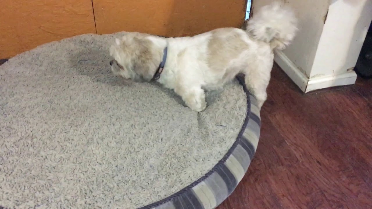 exhuasted Shih Tzu humping a giant bed - YouTube