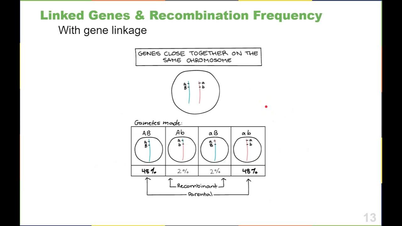 Chapter 13 Modern Understandings of Inheritance - YouTube