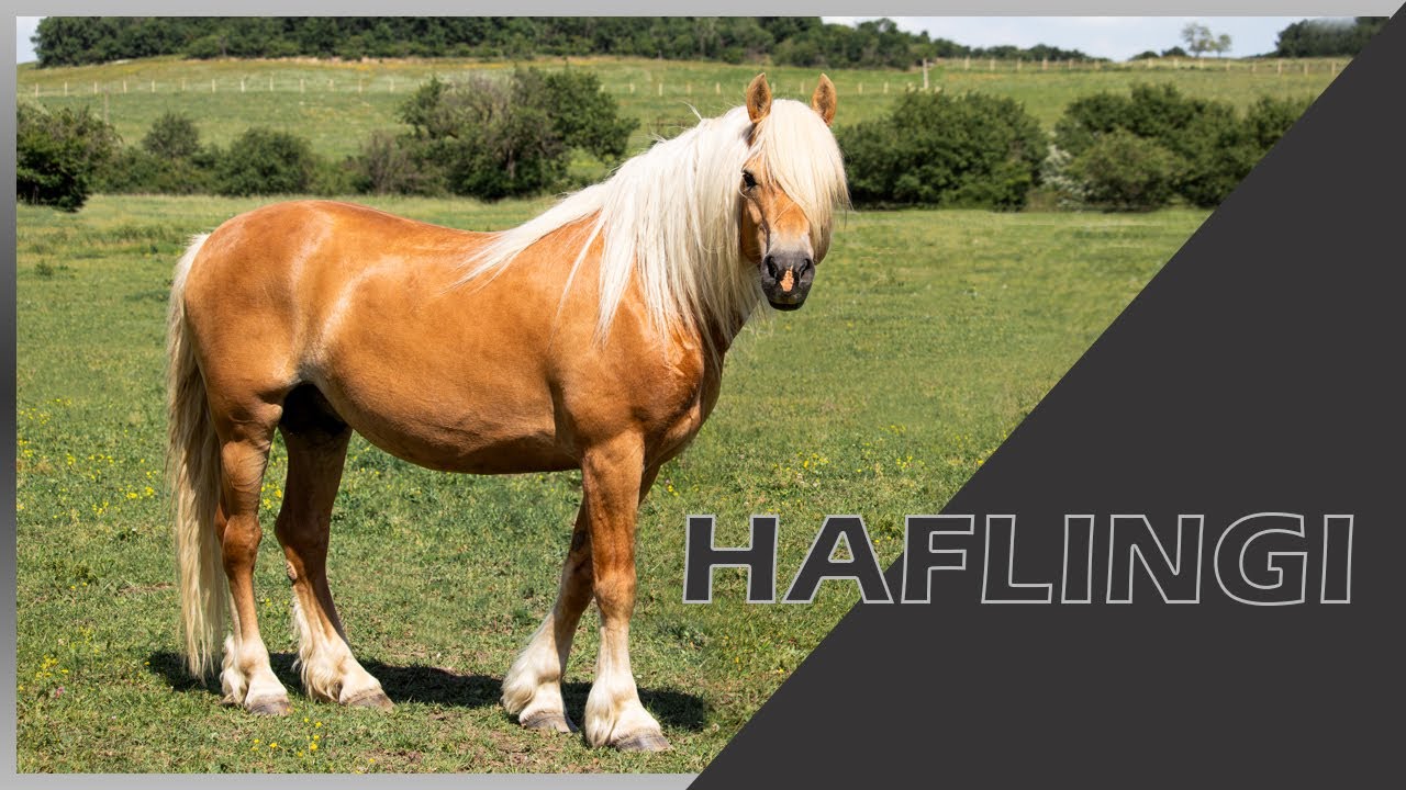 A haflingi - Lófajták 1. ×× Renequine - YouTube