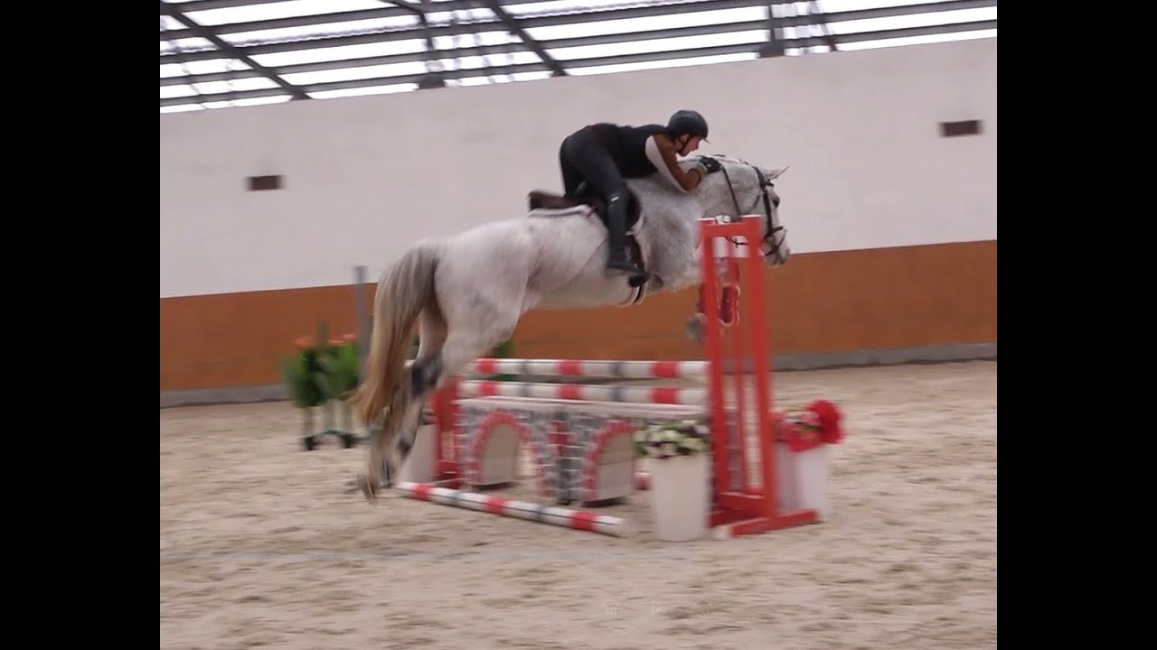 *2016 gelding, Caesar - Chellano Z - YouTube