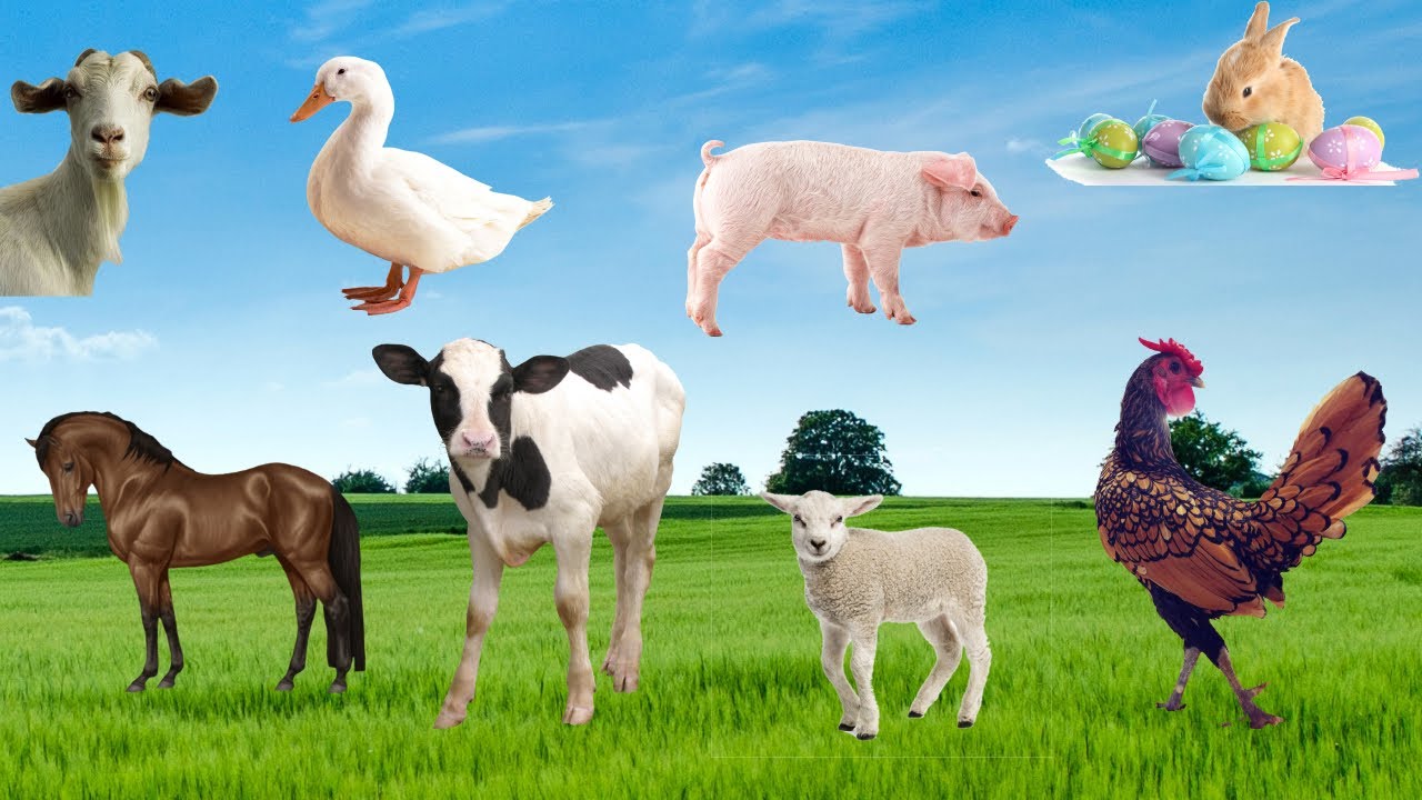 Learning the sounds of all animals from farms - YouTube