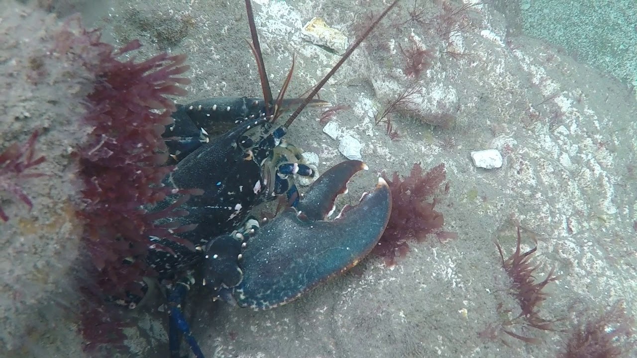 Scuba Diving North Norfolk Sheringham Chalk Reef - YouTube