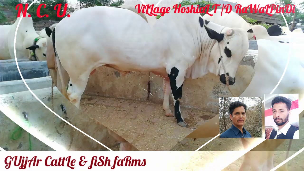 GUjjAr CattLe & fiSh faRms CoLLecTiOn 2019... - YouTube
