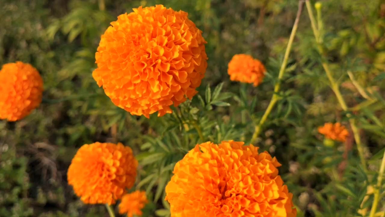 Galgota ni vadi Dahod Ni || #DahodWay #prettysavitri - YouTube