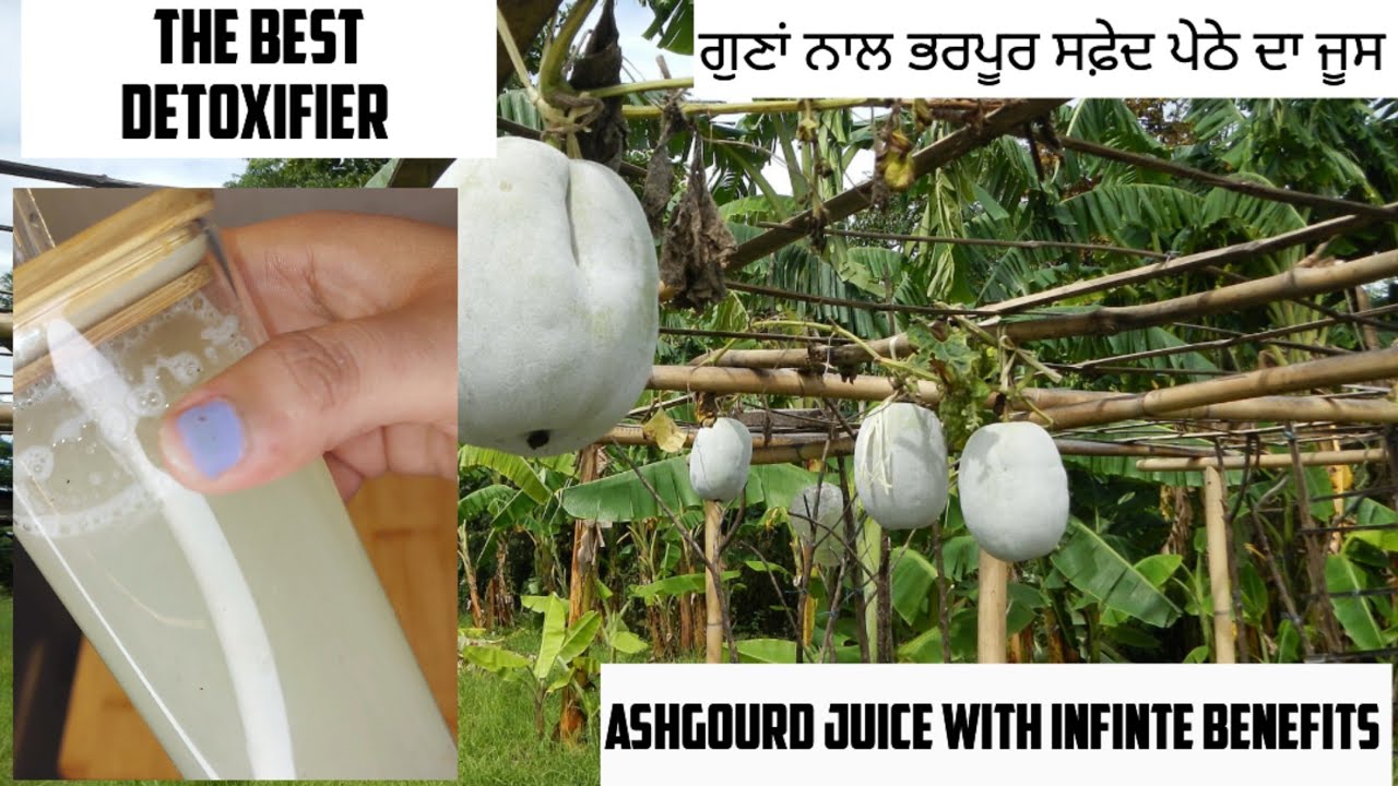 Wonder Juice| Ashgourd Juice|Safed Petha Juice|ਗੁਣਕਾਰੀ ਸਫ਼ੇਦ ਪੇਠੇ ਦਾ ...