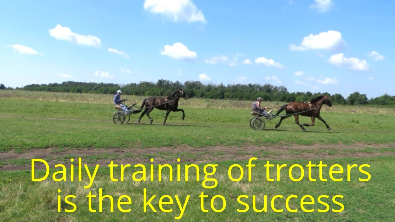 Daily training of trotters is the key to success - YouTube