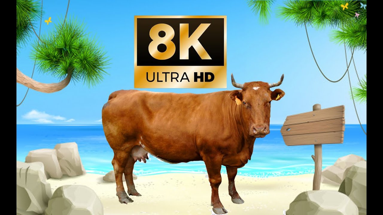 Cow Mooing and Eating | Cow Sound |How to any things - YouTube