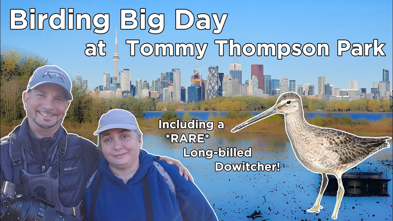 Birding Big Day at Tommy Thompson Park with RARE Long billed Dowitcher ...