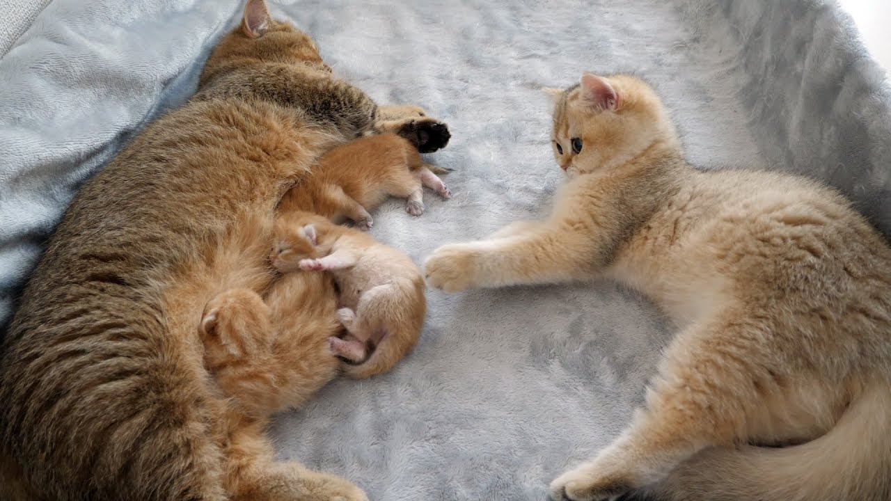 It seems that a maternal instinct has developed in Cat Pucca! - YouTube