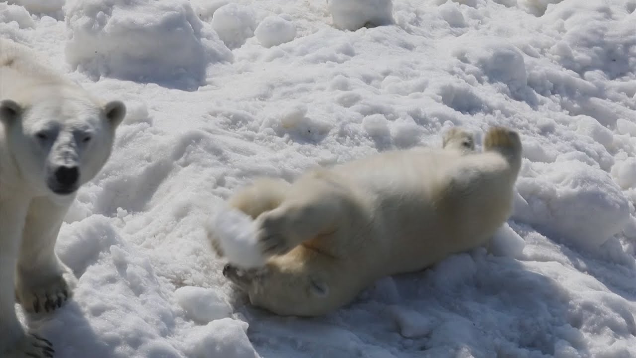 Adorable polar bears cool down as temperatures soar - YouTube