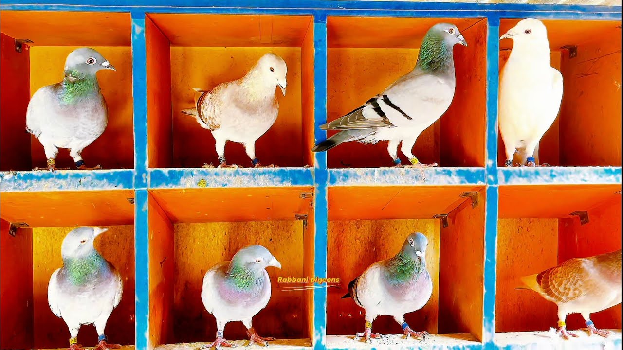 racing pigeon loft / racing pigeon / Rabbani pigeons / racing huma ...