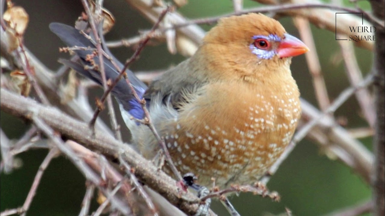 Interesting facts about common granadier by weird square - YouTube