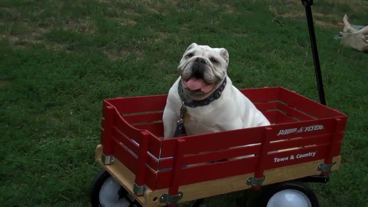 Bulldog wagon ride - YouTube
