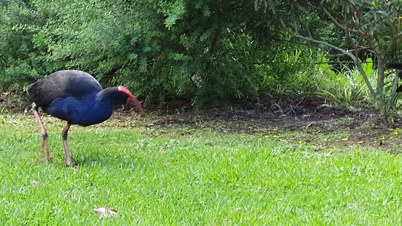 #Pukeko #birds #NZ Bird pukeko grazing on grass - YouTube