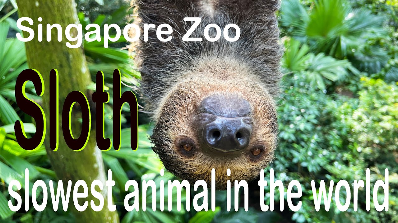 Sloth, the slowest land animal in the world. Singapore Zoo - YouTube