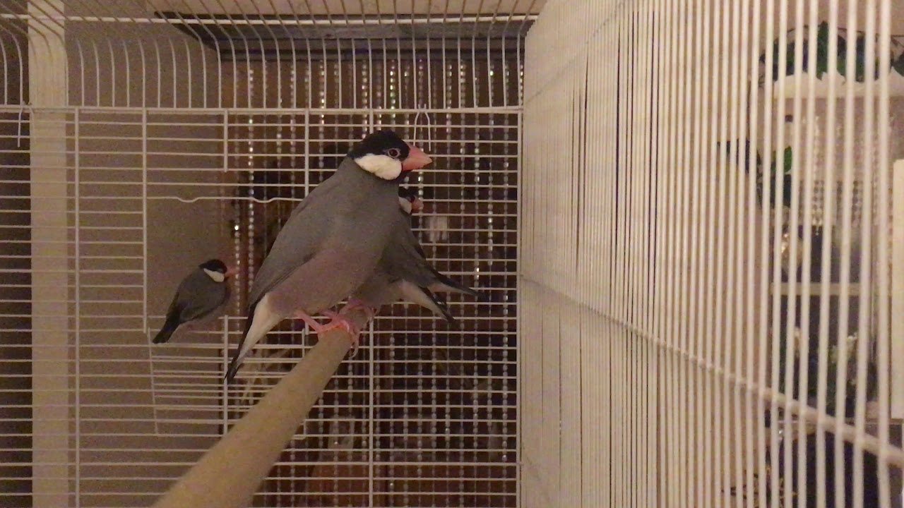 Young Java finches 2018 - No singing battle - YouTube