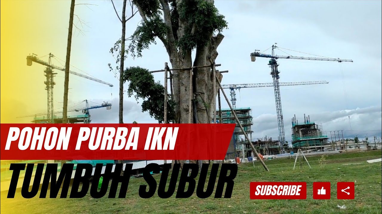 POHON PURBA ! MULAI TUMBUH SUBUR SMART FOREST CITY IBU KOTA NUSANTARA ...