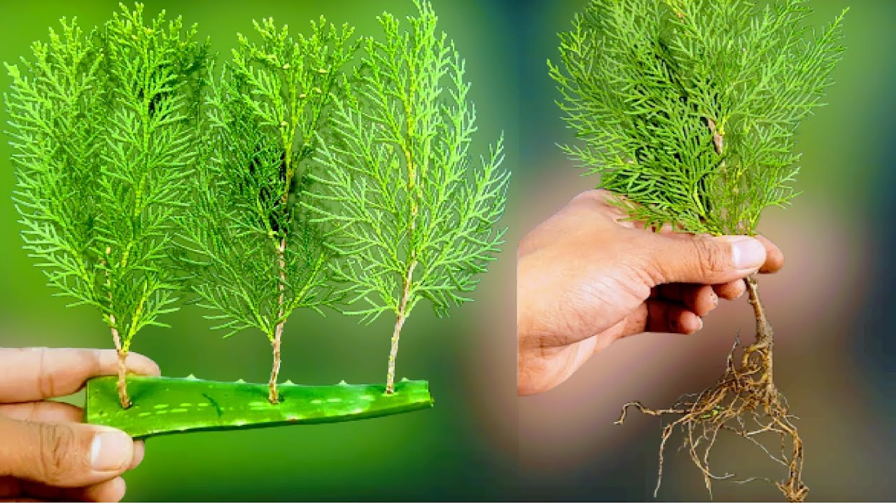 How to propagate Thuja grafting with alovara |Very Unique Skill of ...