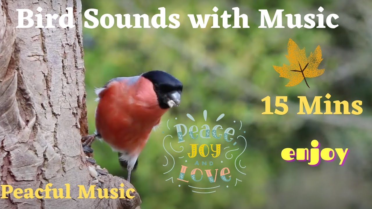 Relaxing Music with Birds Singing - Beautiful Piano Music & Guitar ...