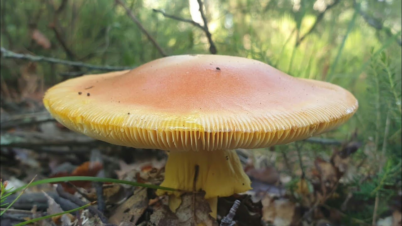 Rossinyol , Ou de Reig "Encontradas en Junio" - YouTube