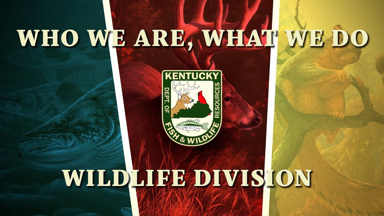 Who We Are, What We Do - Wildlife Division - YouTube