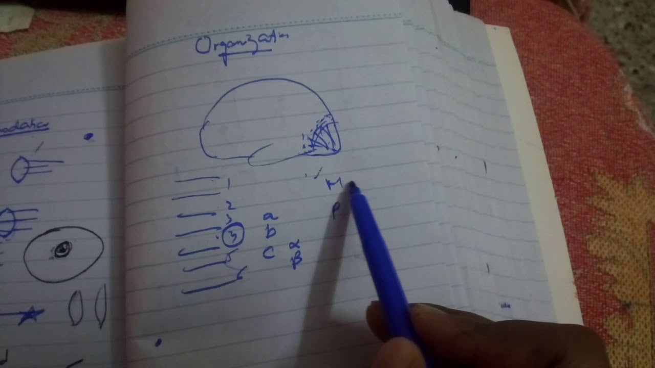 VISUAL CORTEX,VERTICAL COLOUMNS and COLOUR BLOBS easy explanation part ...