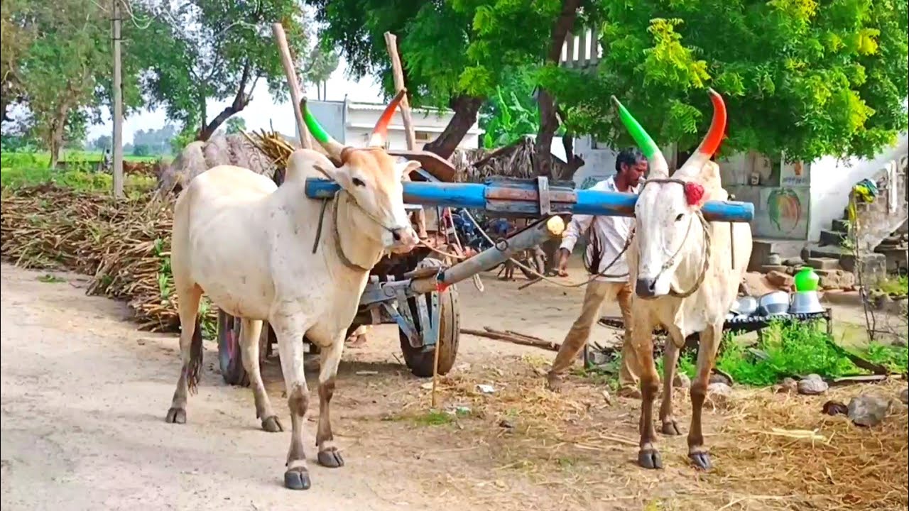 ox cart heavy loaded sugarcane unloading by farmer | ox video ox videos ...