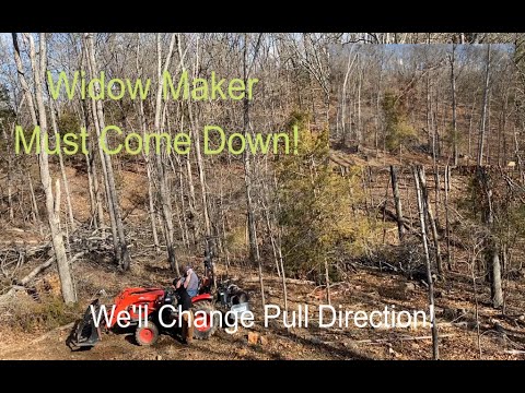 Dangerous limbs hanging from tree top | Widow Maker Must Come Down ...