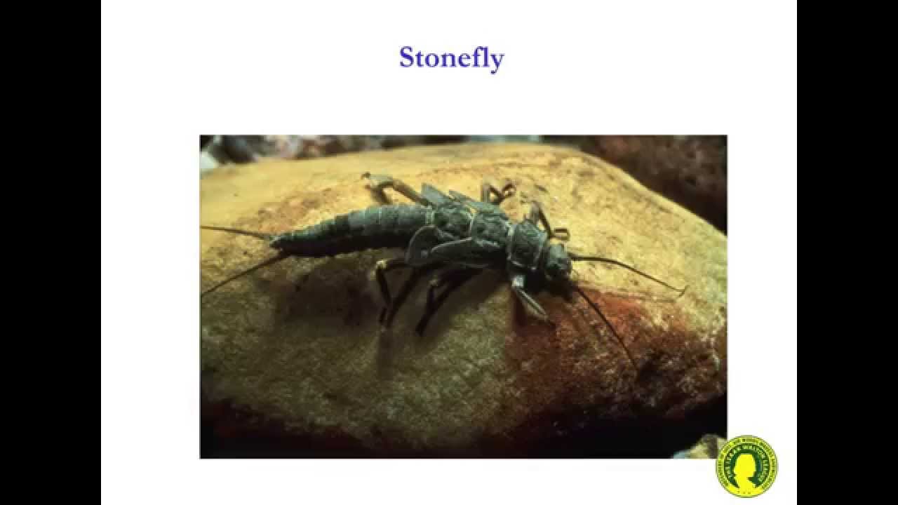 Macroinvertebrate ID: Save Our Streams - YouTube