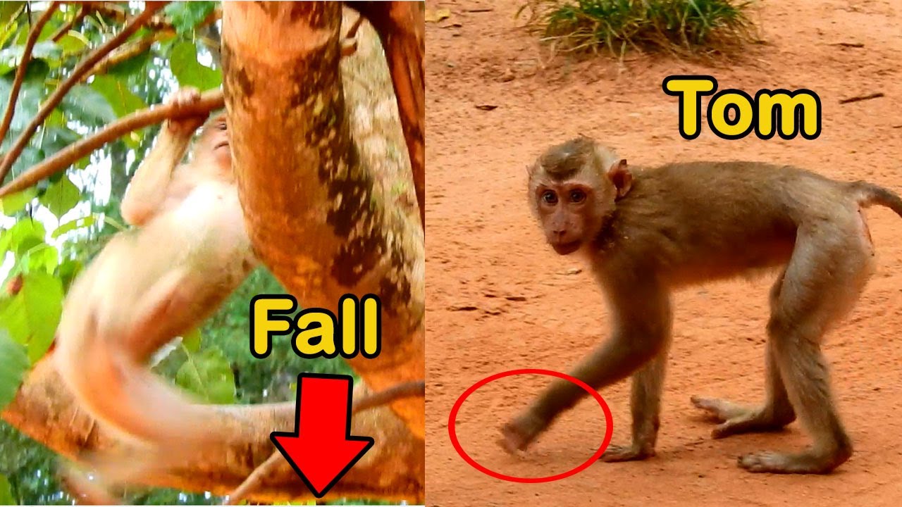 Breaking Heart! New Member TOM Was Falled Critically From Very High ...
