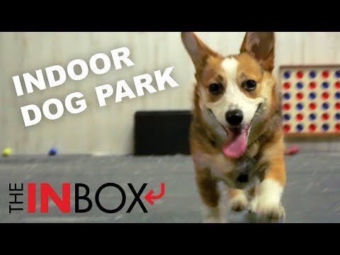 Inside Indy's First Indoor Dog Park | The INbox