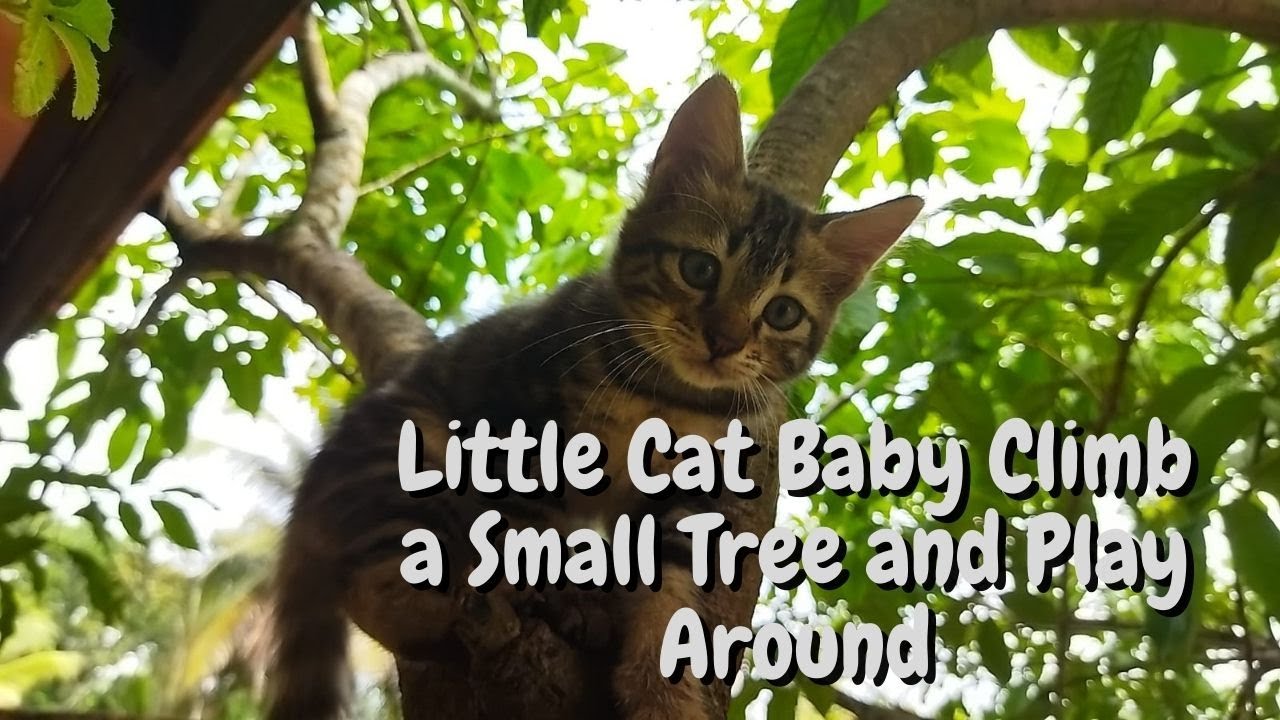 Little Cat Baby Climb a Small Tree and Play Around - YouTube