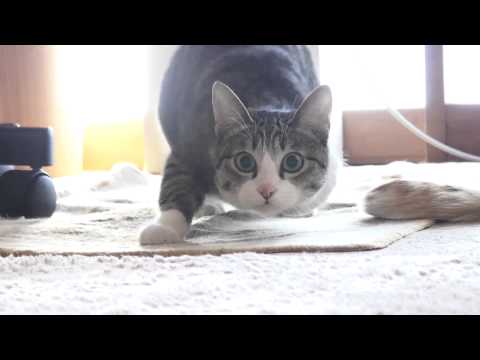 Cat twerk trap - Beauty Brain x Subshock -- Drunk Fighters﻿