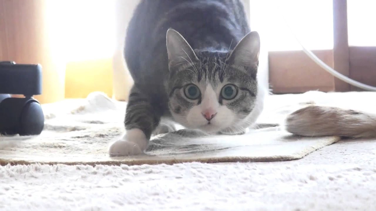 Cat twerk trap - Beauty Brain x Subshock -- Drunk Fighters - YouTube