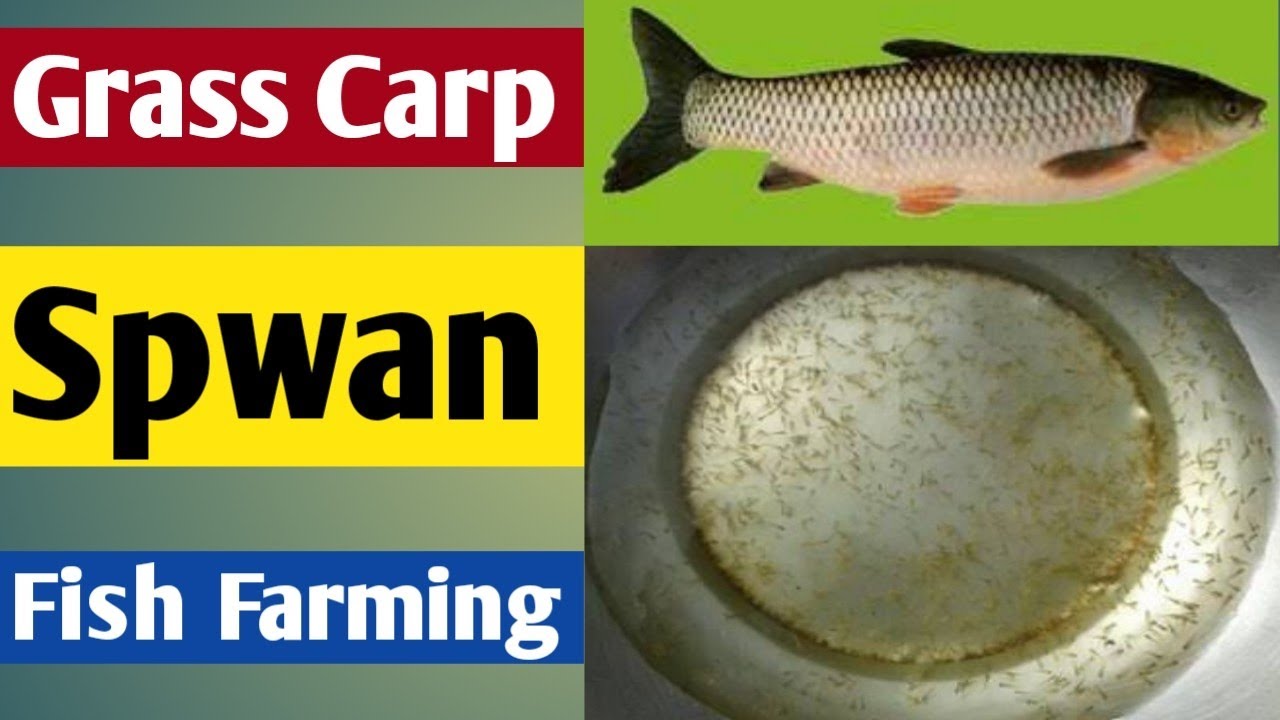 Grass Carp Fish Spwan का पालन कैसे करे l Spwan Fish Farming l Profit l ...