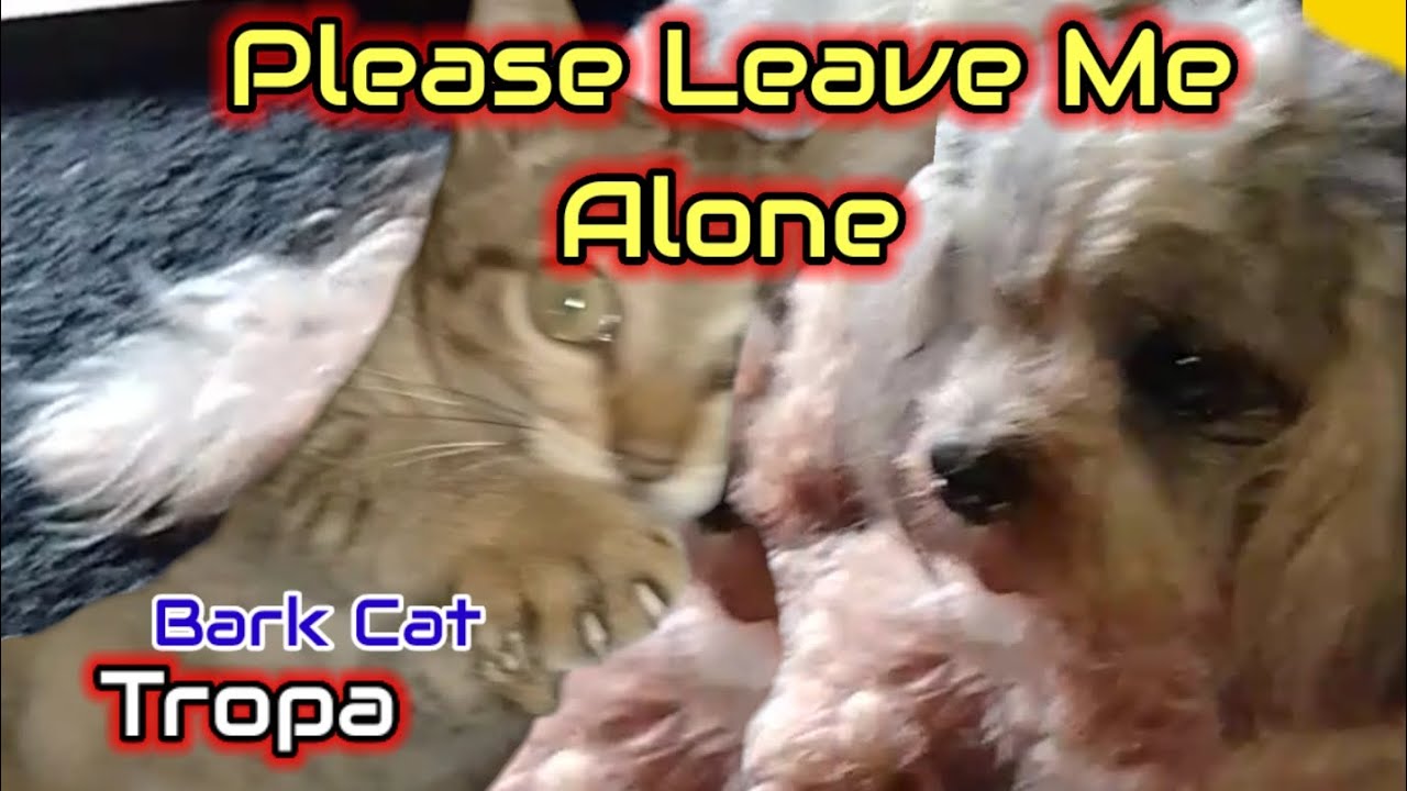 "The Kitten Who Wouldn't Leave My Dog Sam Alone" - YouTube