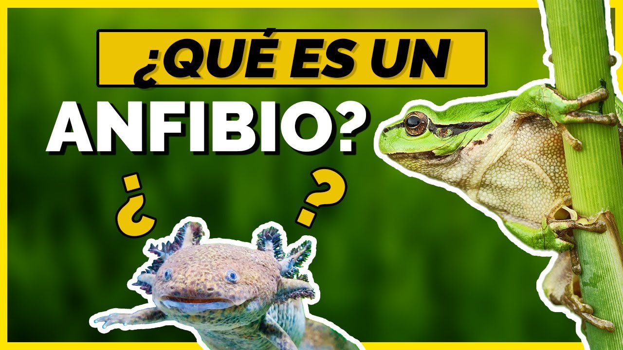 Conoce a los anfibios: ¿Qué son y por qué son importantes? - YouTube
