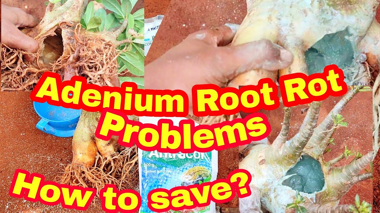 Adenium root rot problem.. - YouTube