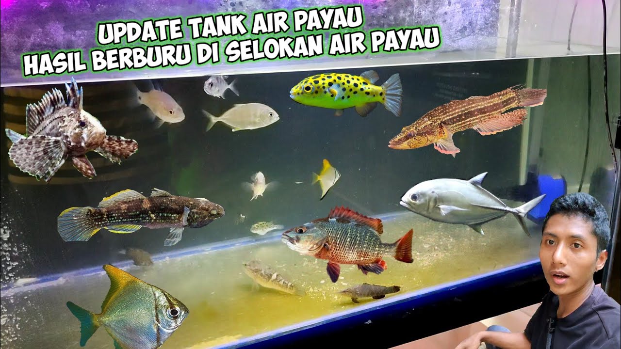 UPDATE IKAN AIR PAYAU HASIL BERBURU SETELAH DI AQUARIUM - YouTube