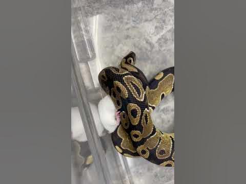 Another amazing strike from this ball python 🐍 🐁 [WARNING LIVE FEEDING ...