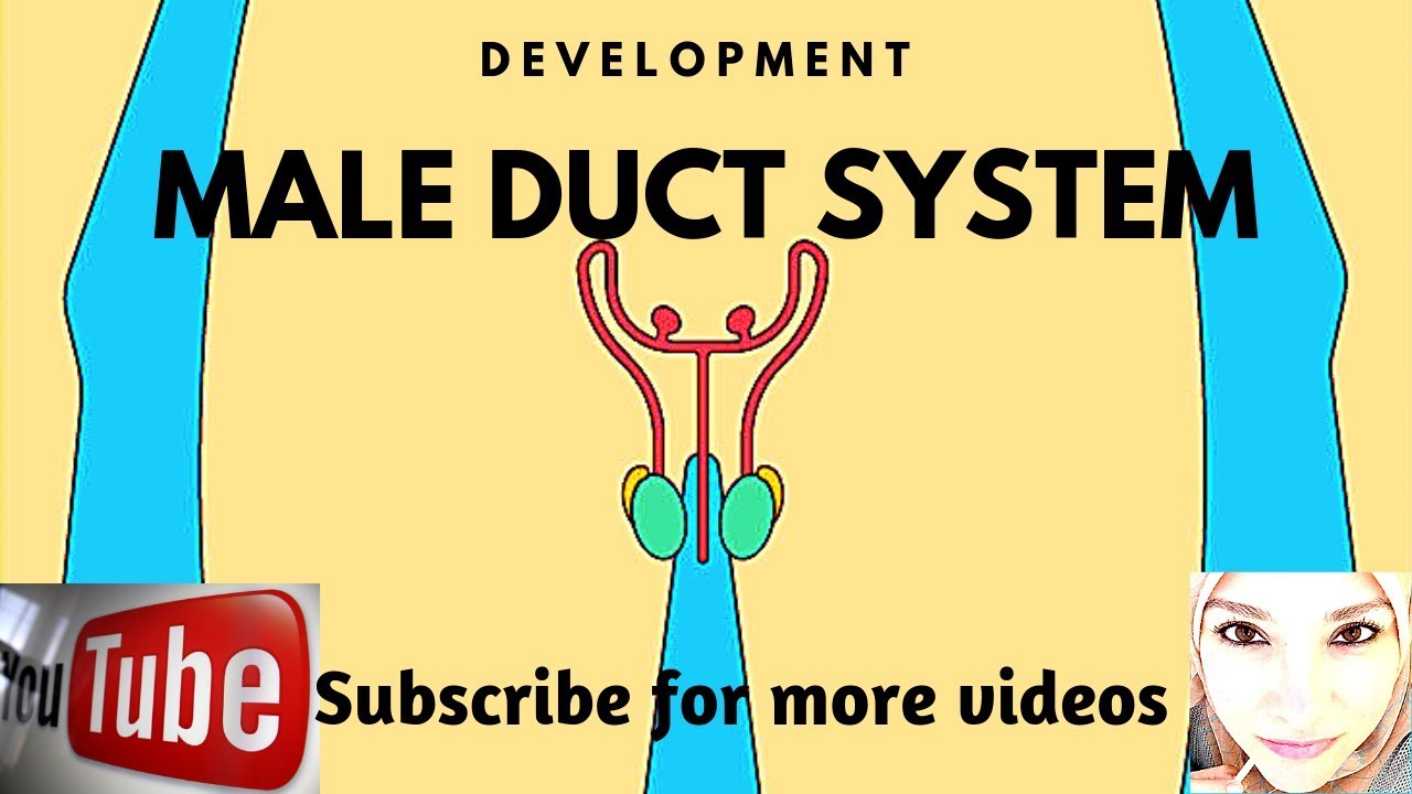 Special embryology - Urogenital system - 4 male duct system - YouTube
