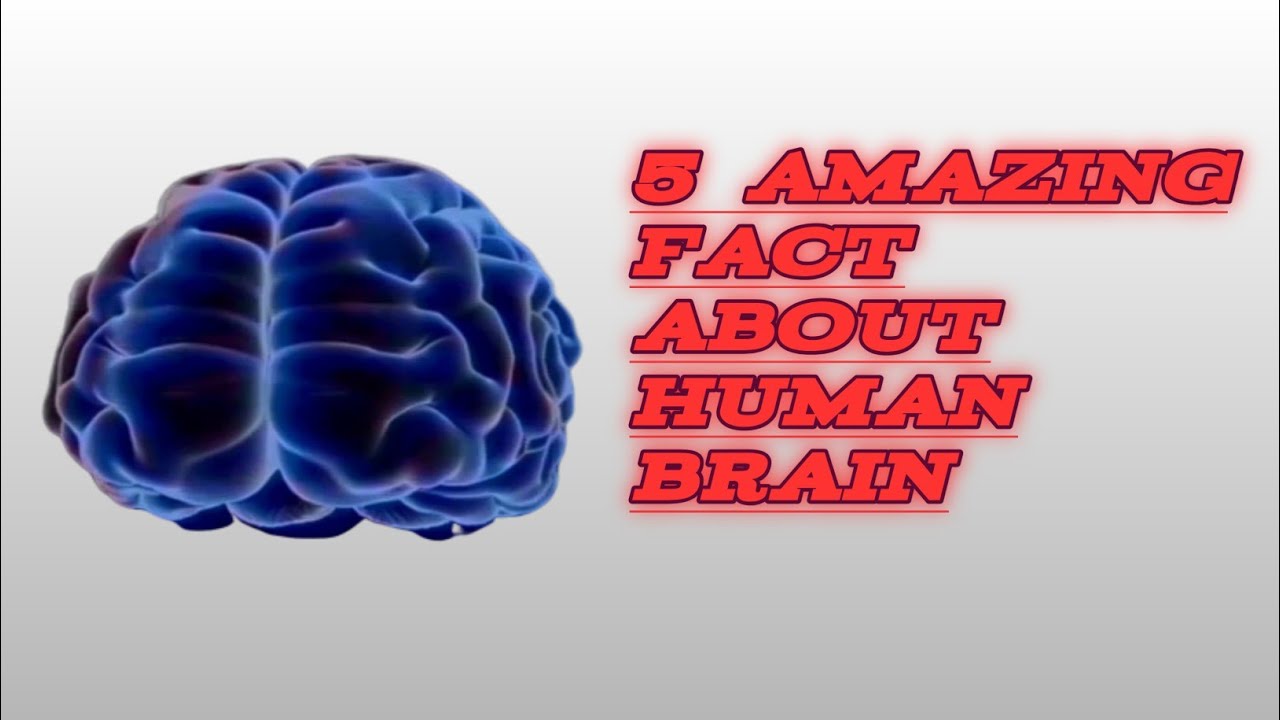 Fact about Human Brain ## Brain fact,.. - YouTube