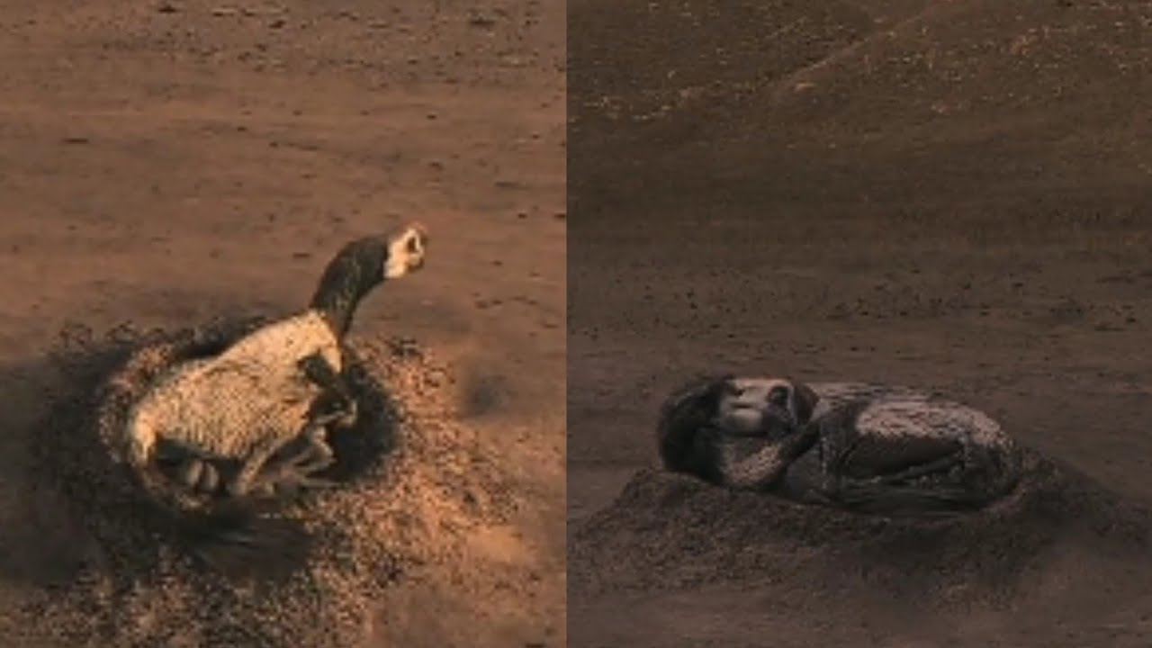 Dinosaurs Alive [2007] - Oviraptor Screen Time - YouTube