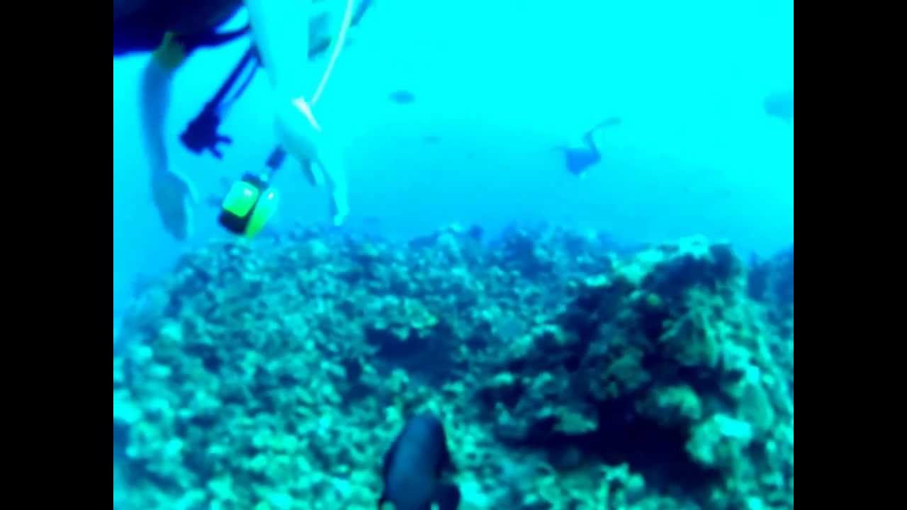 Diving the Wreck of the Oro Verde, Grand Cayman, Cayman Islands - YouTube