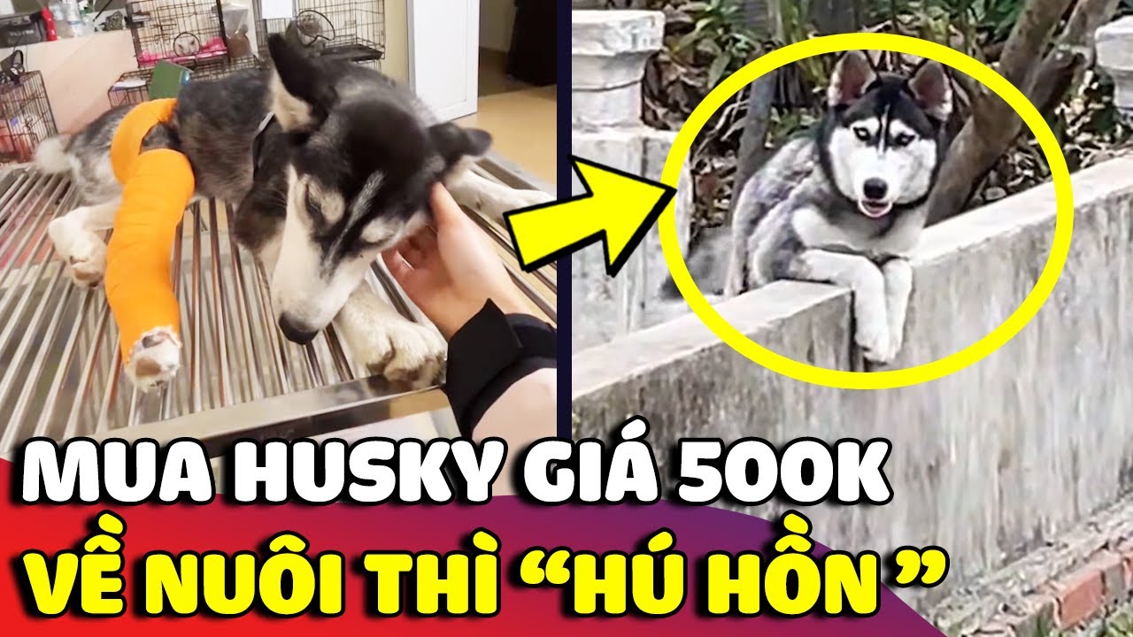 Khoe mua được chú chó husky 'GIÁ 500k' ở chợ, cô gái 'SỐC NẶNG' khi ...