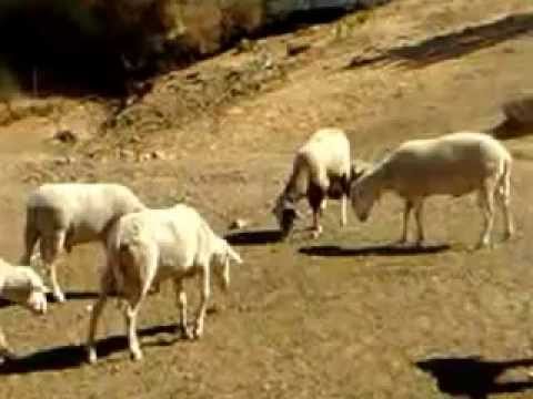 Pelea de carneros - YouTube