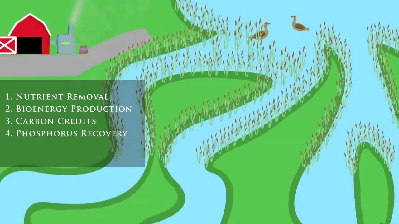 Netley--Libau Nutrient-Bioenergy Project Video - YouTube