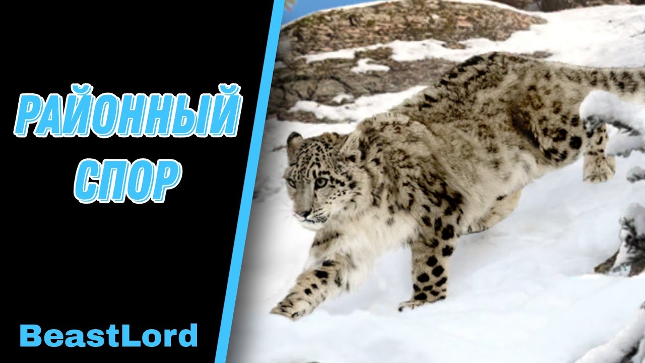 BeastLord ~ Гайд для новичков ~ Районный спор - YouTube